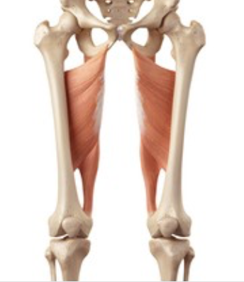 Les adducteurs : anatomie et pathologies du groupe musculaire.